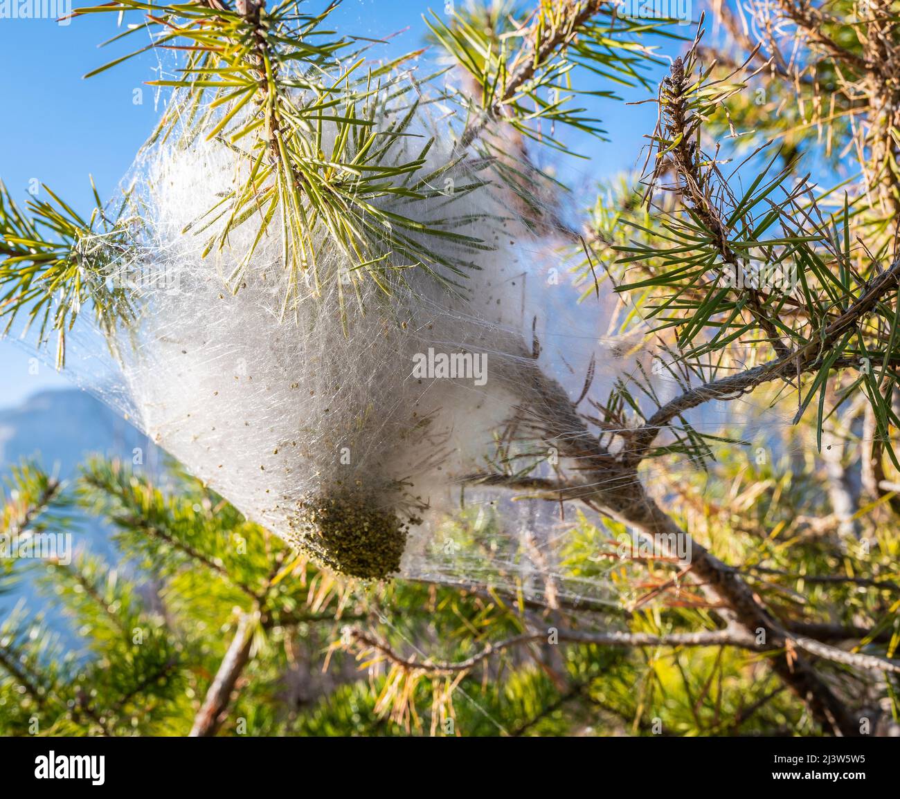 Nests of Pine Processionary larvae (Thaumetopoea pityocampa) on a pine ...