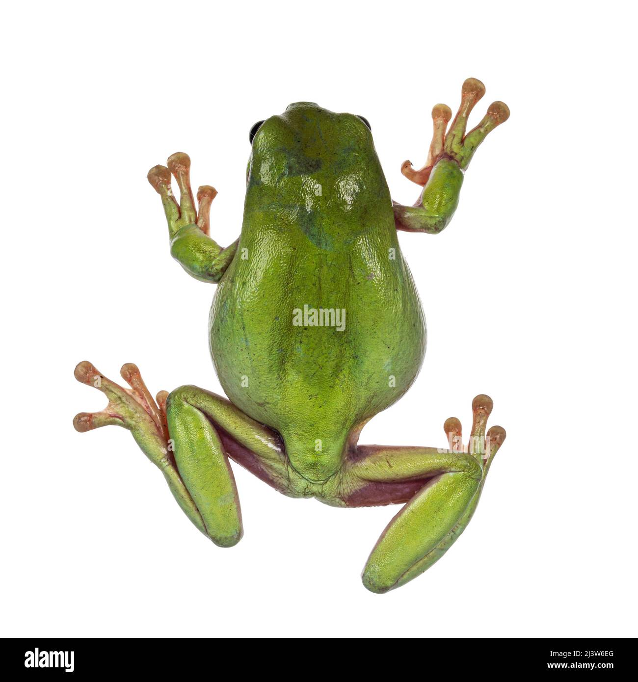 Top view of jumping Green tree frog aka Ranoidea caerulea. Isolated on ...