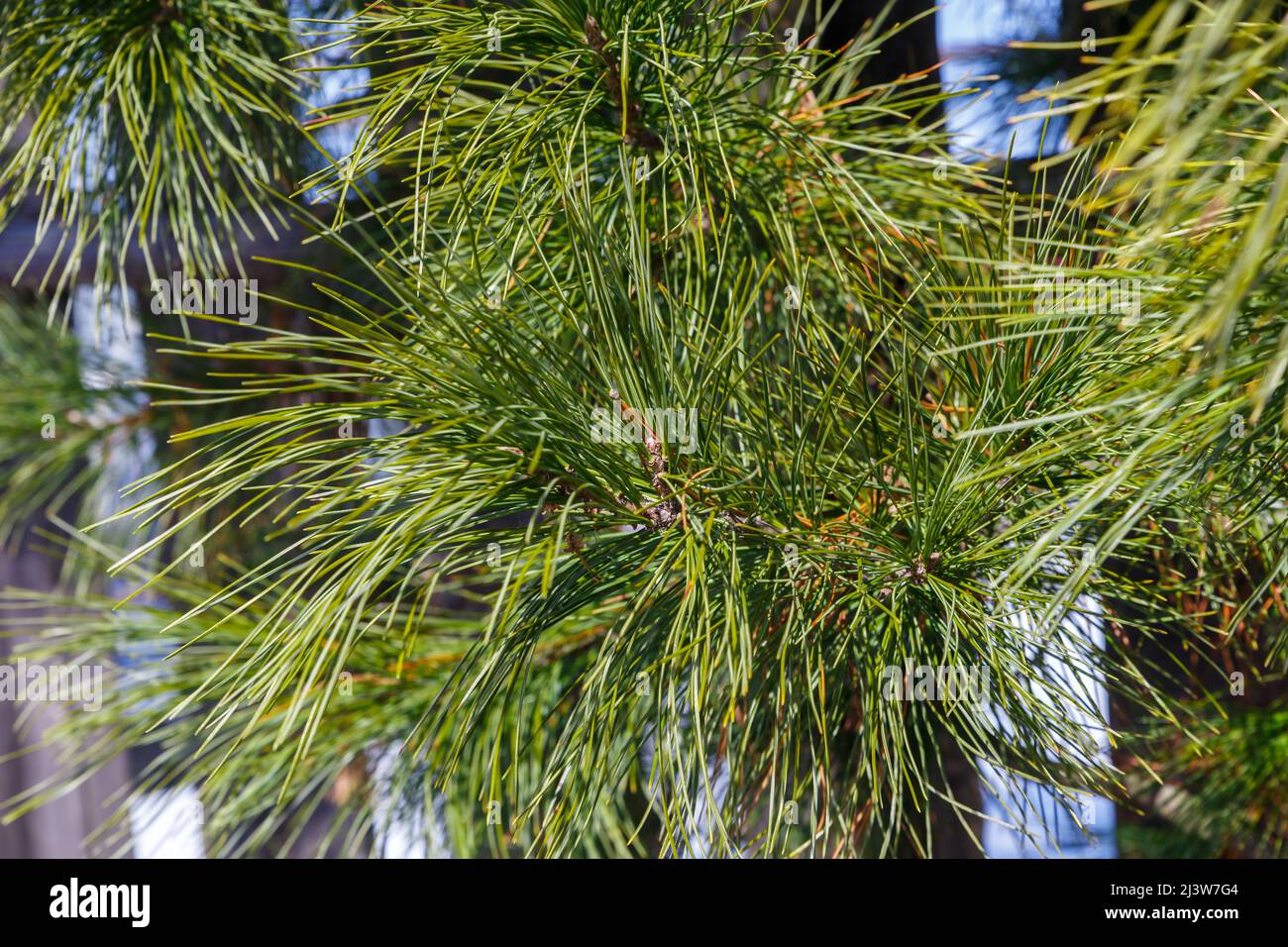 Siberian pine tree pinus sibirica hi-res stock photography and images ...