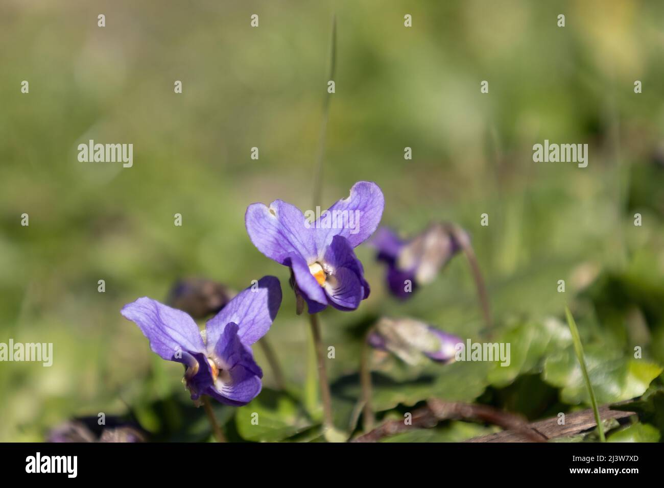 Veilchen hi-res stock photography and images - Alamy