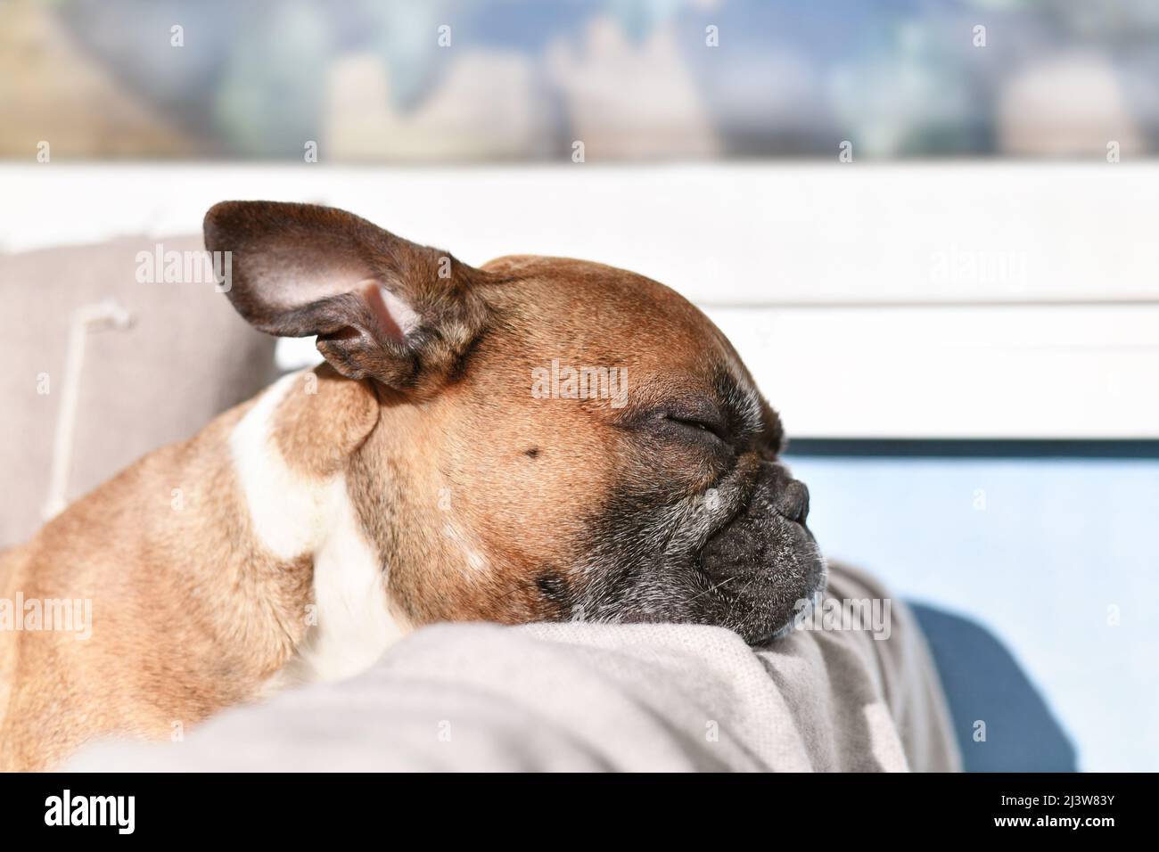 Tired French Bulldog dog resting head while sleeping in sun Stock Photo ...