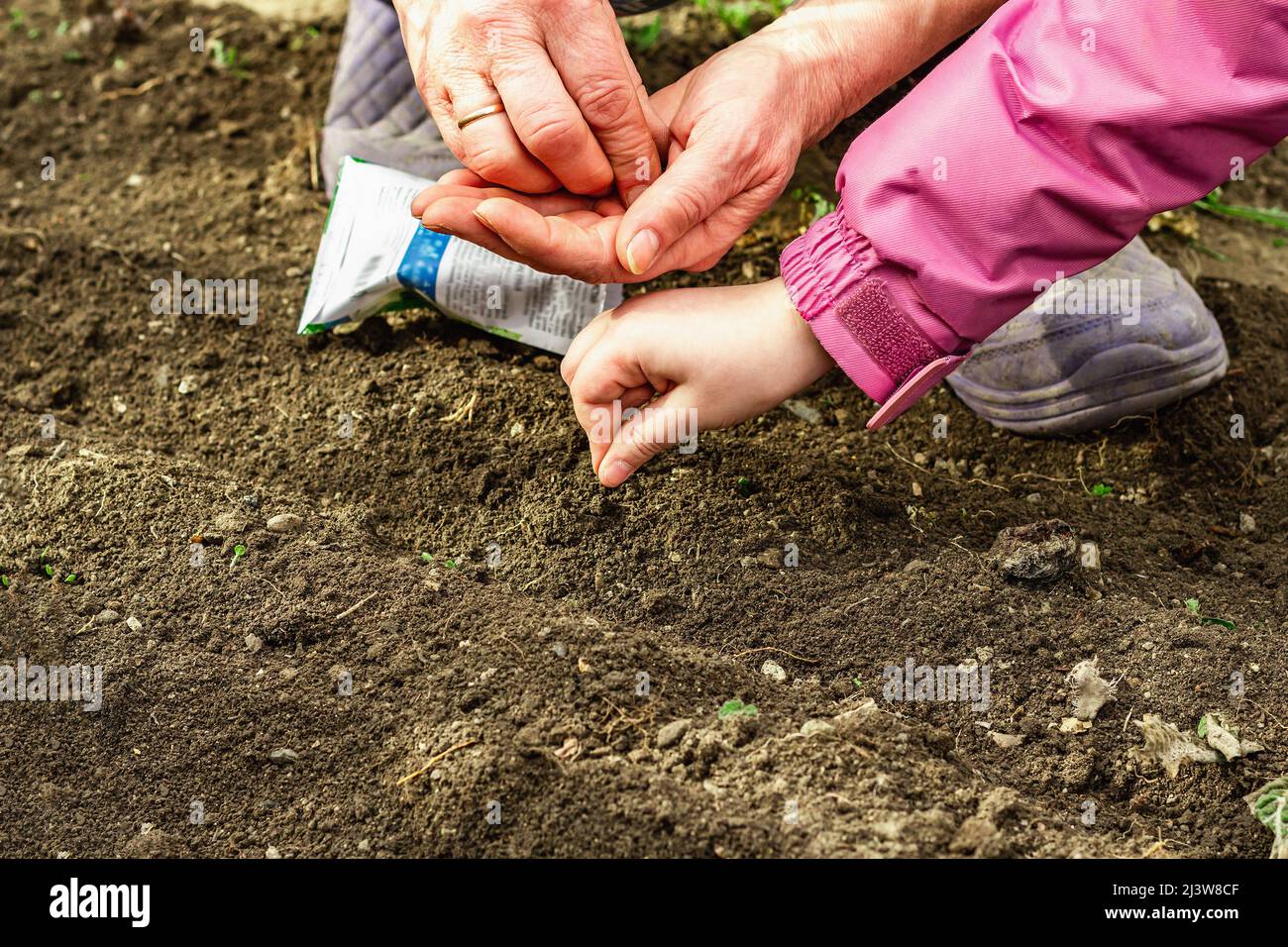 Children Hands Planting Seeds High Resolution Stock Photography and ...