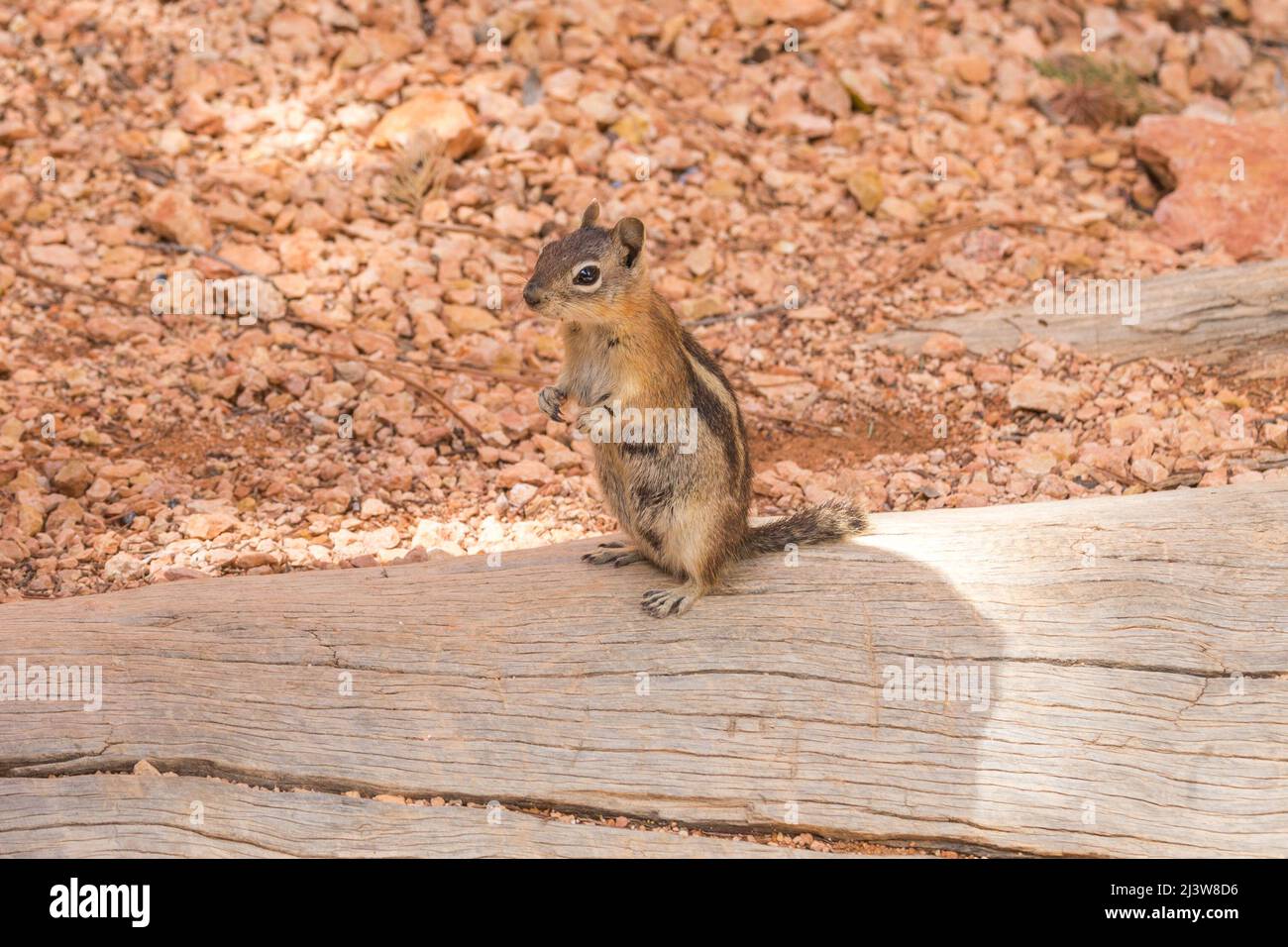 Bryce cheek hi-res stock photography and images - Alamy