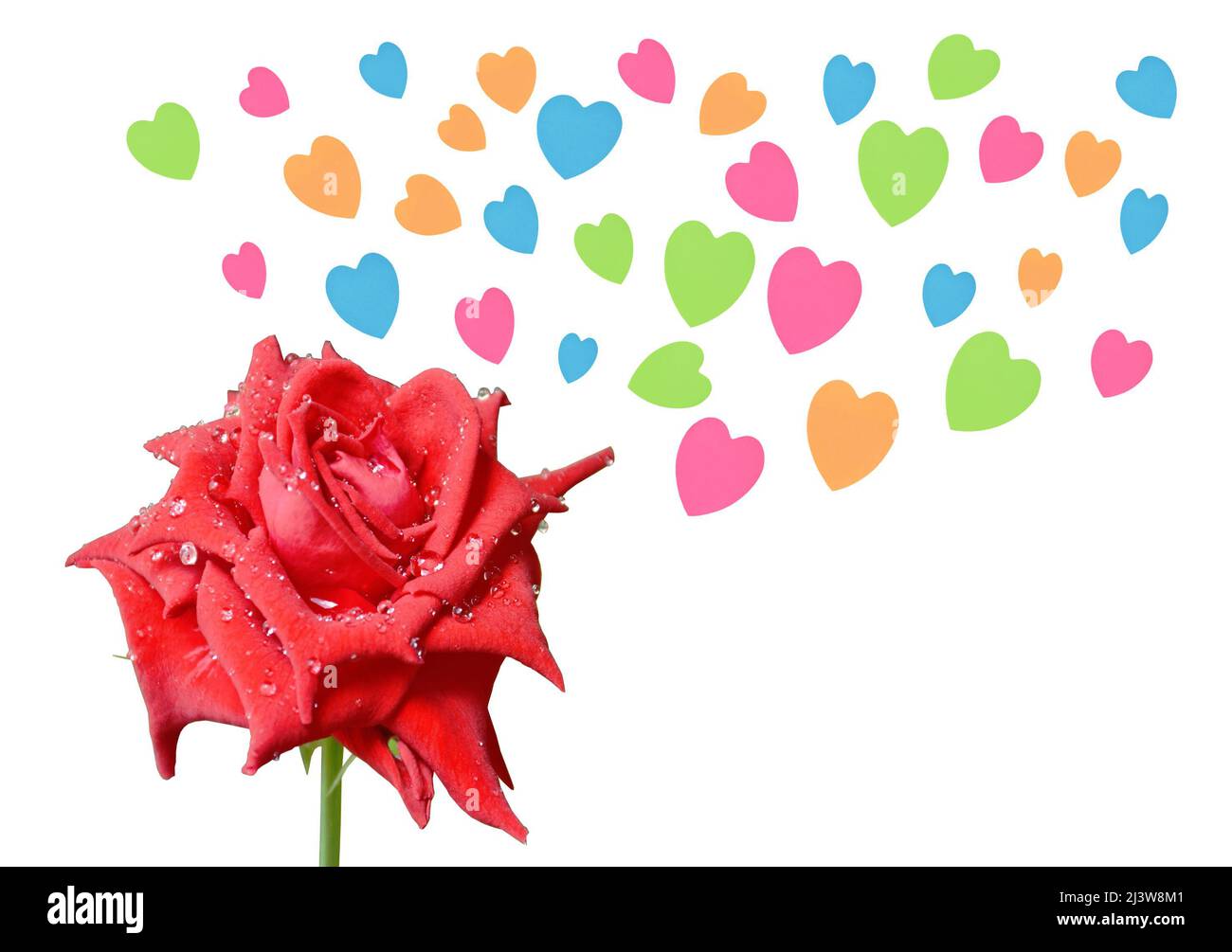 black magic rose blooming with drop of water and colorful heart shape ...