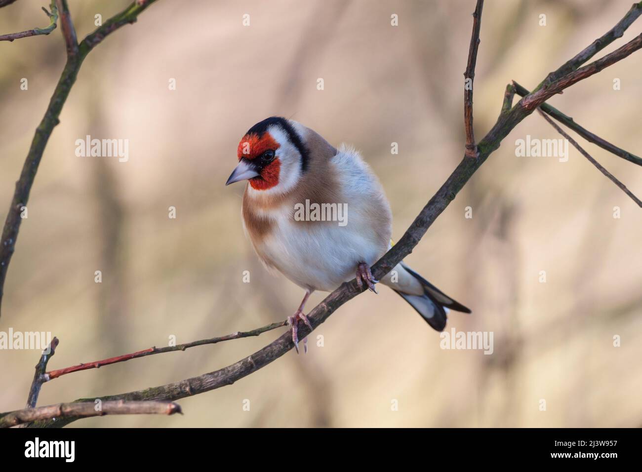 An European Goldfinch (Carduelis carduelis) on a Branch Stock Photo - Alamy