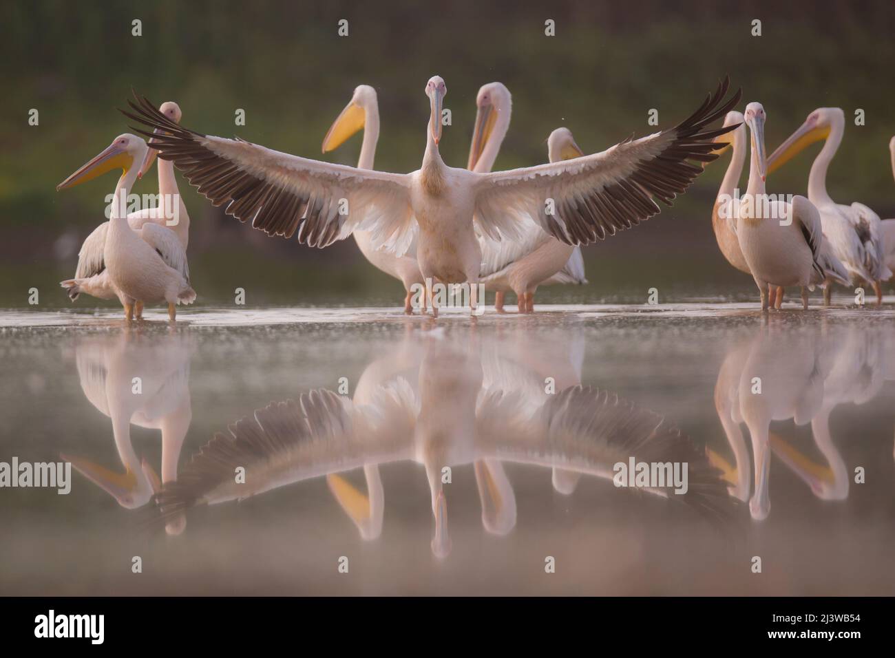 A flock of Pelicans Photographed in Israel in August Stock Photo - Alamy