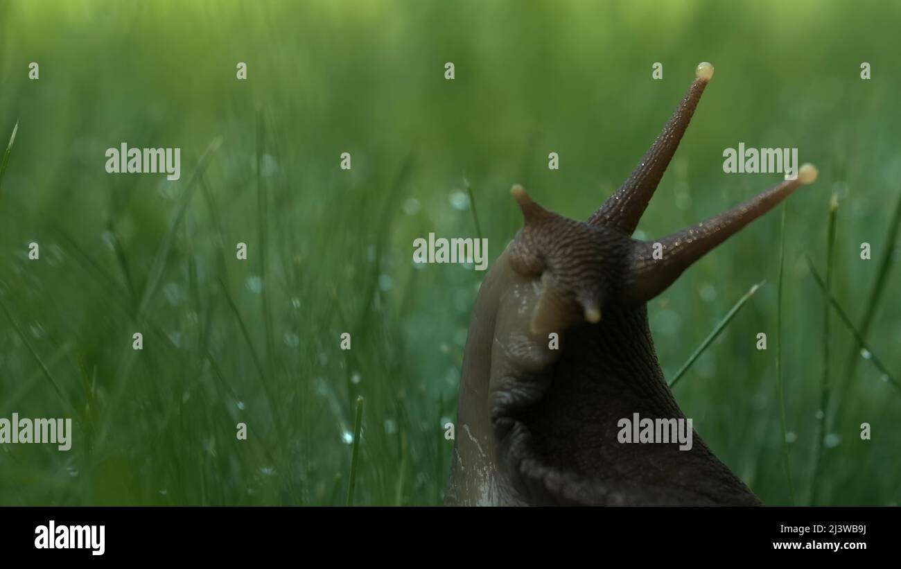 Snail in macro photography.Creative. An insect with long whiskers sits ...