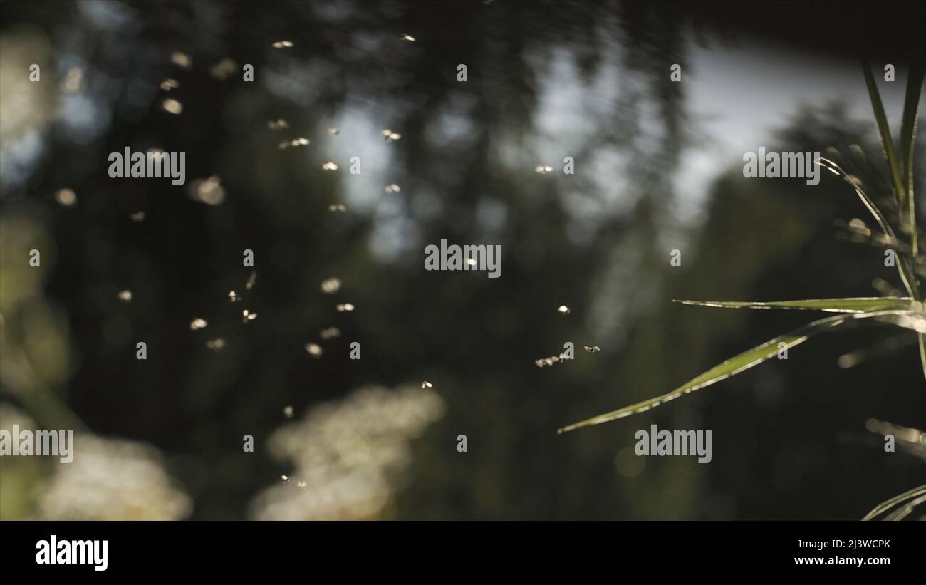 Flying midges over grass on hi-res stock photography and images - Alamy