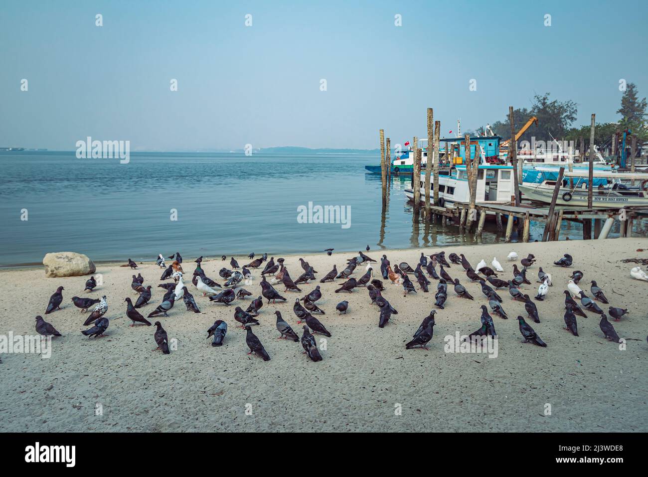 Malaysian pigeon hi-res stock photography and images - Alamy