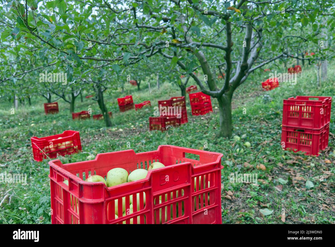red crates of freshly picked Golden apples in intensive organic ...