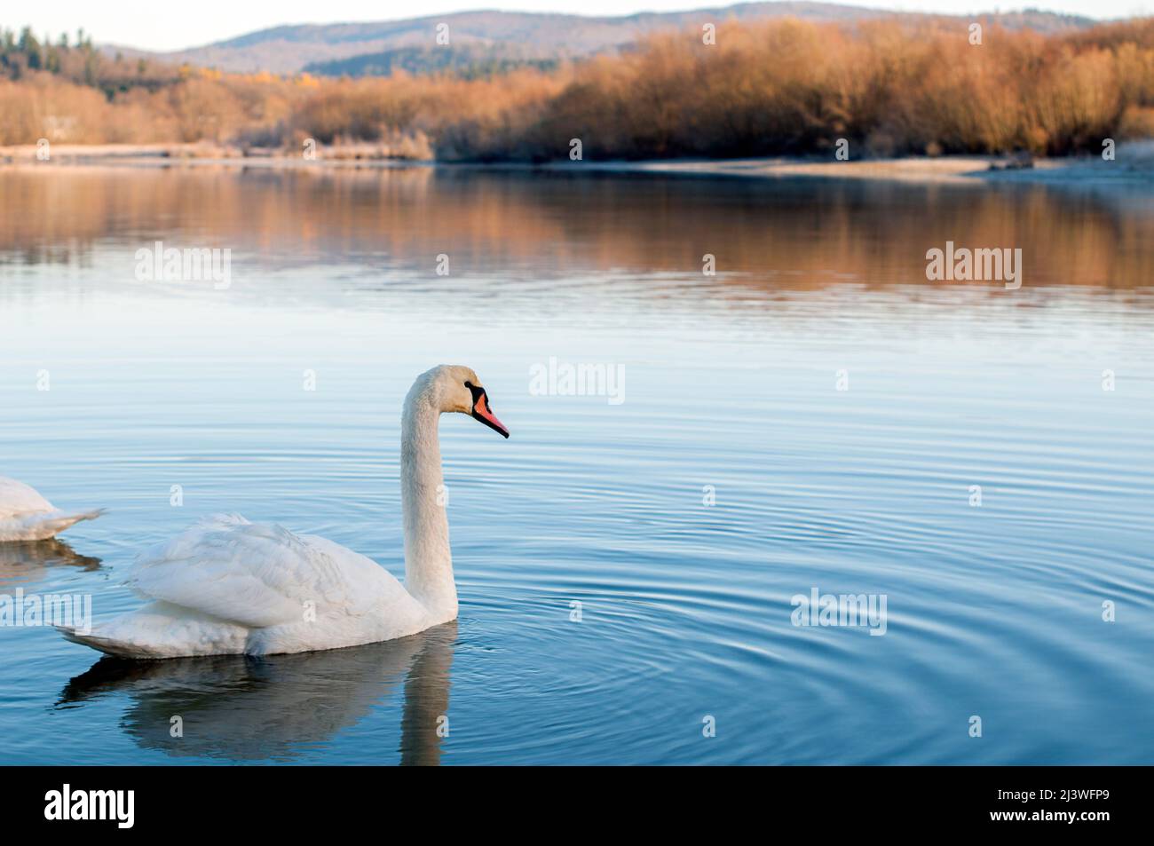 A white majestic swan floats in front of a wave of water. Young swan in ...