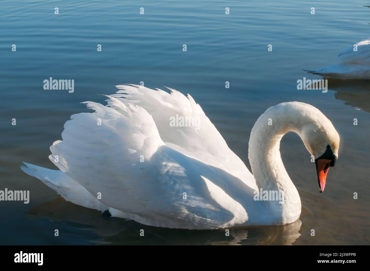 A white majestic swan floats in front of a wave of water. Young swan in ...