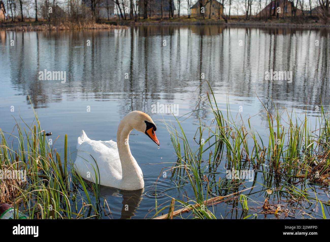 A white majestic swan floats in front of a wave of water. Young swan in ...