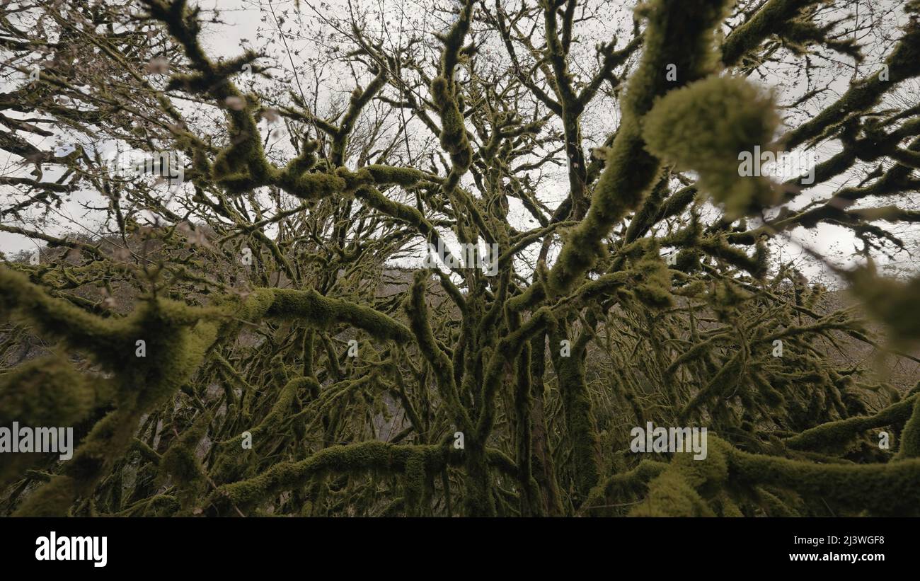 Big long branches. Action. A green tree twisted with bark whose ...