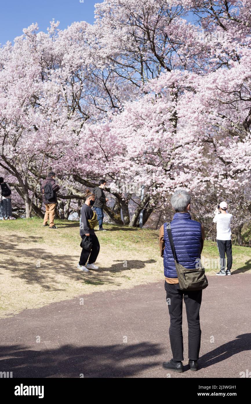 ina, nagano, japan, 2022/10/04 , Tourists taking photos and enjoying ...