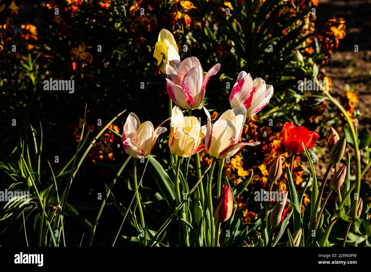 Spring flowers in the garden. Countryside life Stock Photo - Alamy