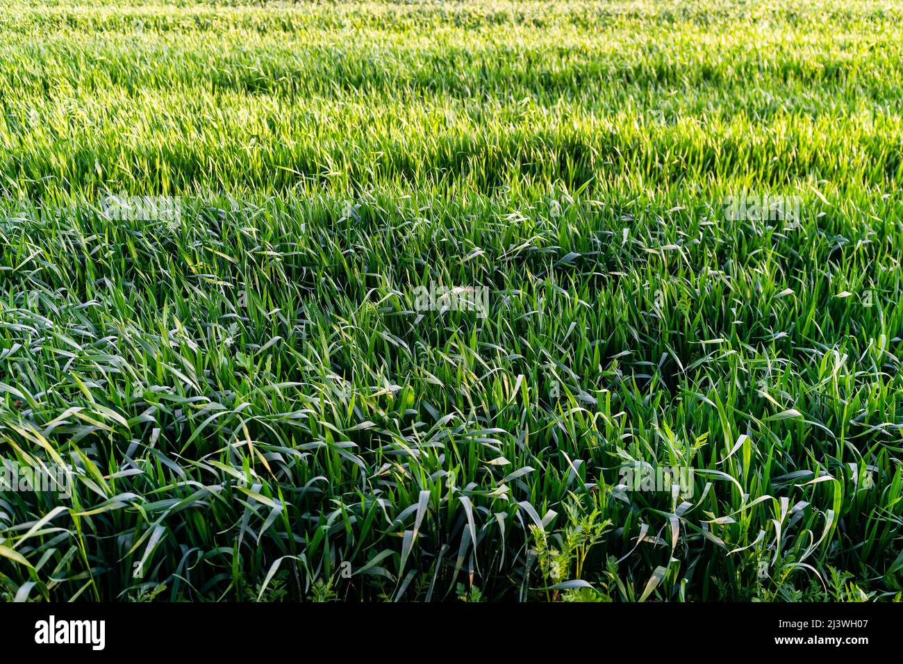 Detail of wheat field and farming concept Stock Photo - Alamy
