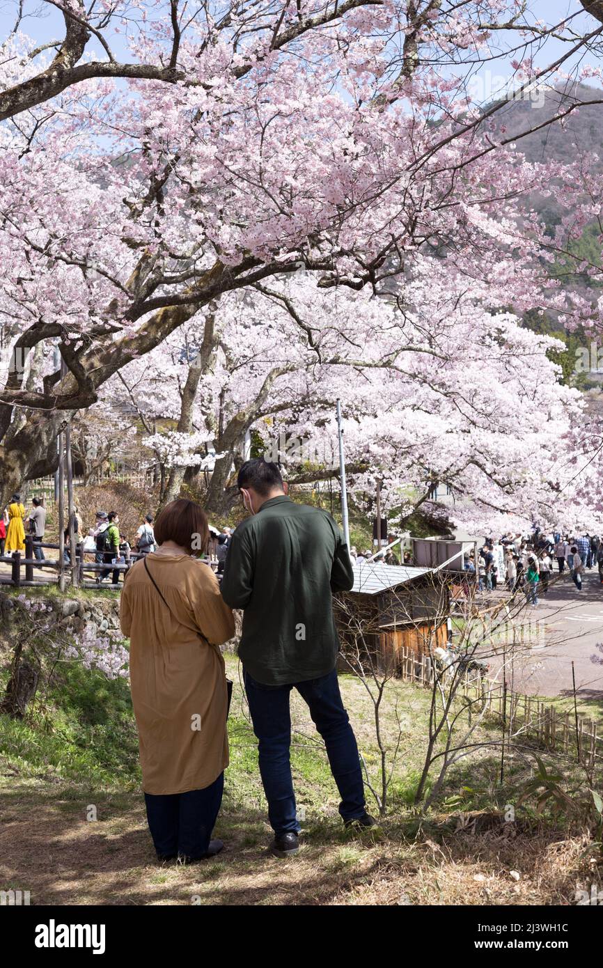 ina, nagano, japan, 2022/10/04 , Tourists taking photos and enjoying ...