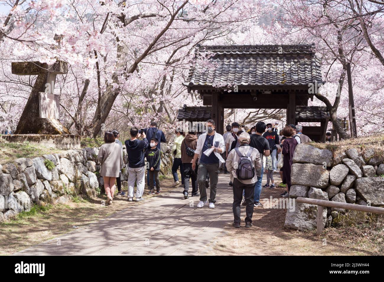 ina, nagano, japan, 2022/10/04 , Tourists taking photos and enjoying ...