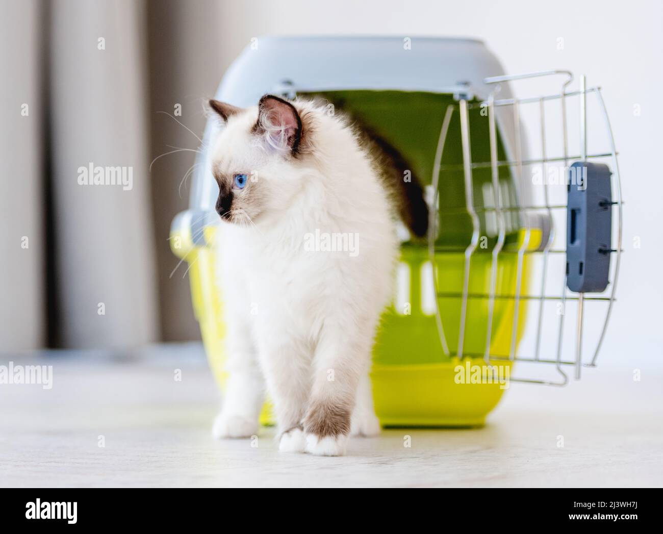 Ragdoll cat inside carrying Stock Photo - Alamy