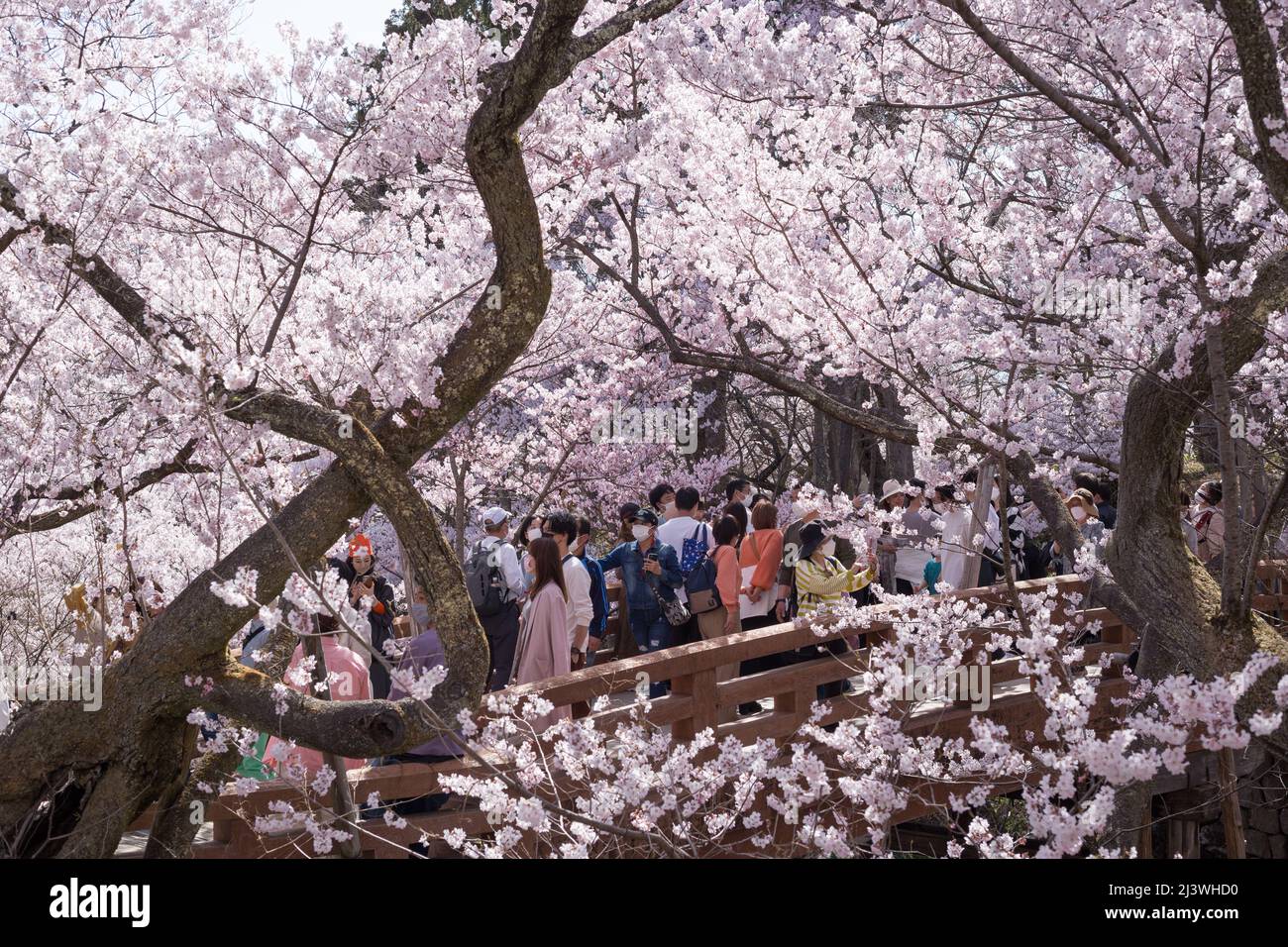 ina, nagano, japan, 2022/10/04 , Tourists crossing the little bridge ...