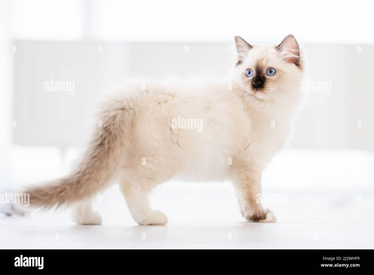 Purebred ragdoll hi-res stock photography and images - Alamy