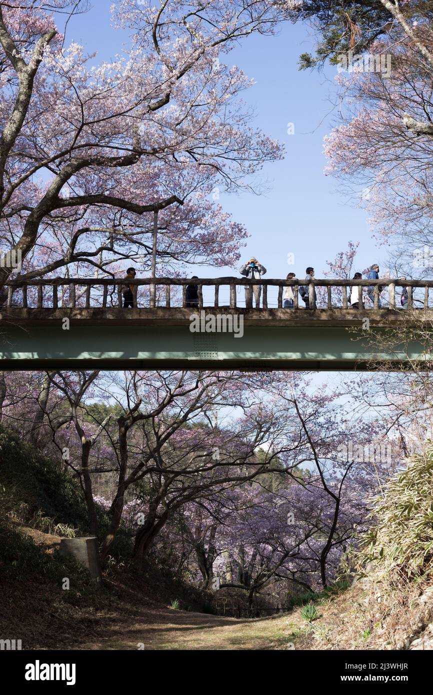 ina, nagano, japan, 2022/10/04 , tourists crossing the walking bridge ...