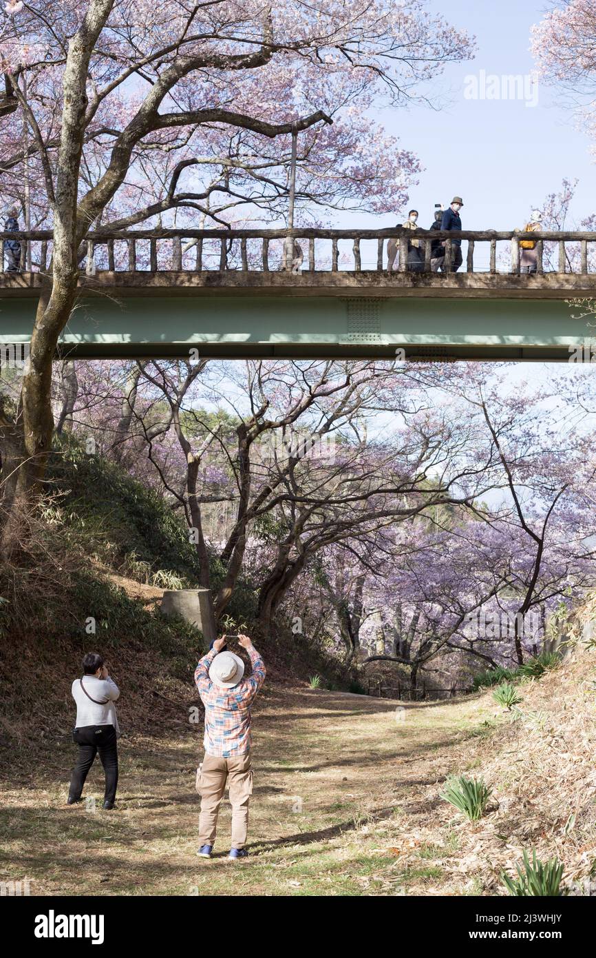 ina, nagano, japan, 2022/10/04 , tourists crossing the walking bridge ...