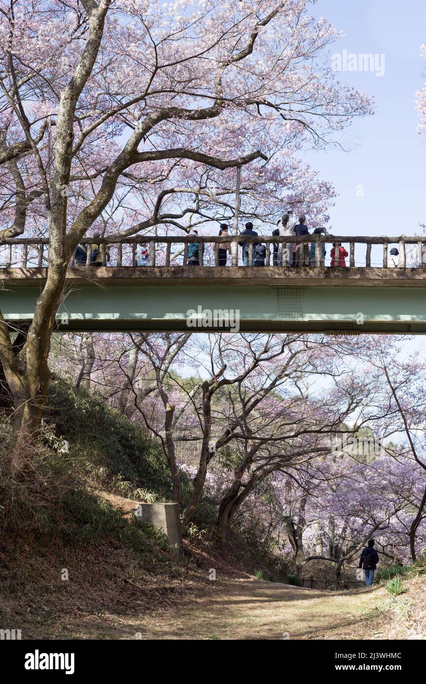 ina, nagano, japan, 2022/10/04 , tourists crossing the walking bridge ...