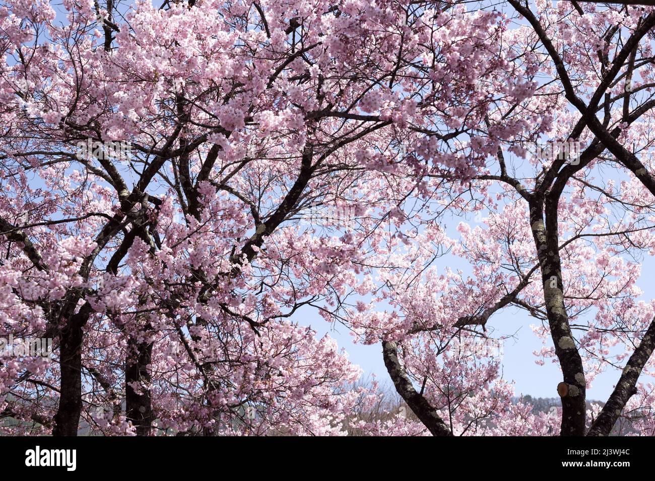 ina, nagano, japan, 2022/10/04 , Details of flowers at Takato Joshi ...