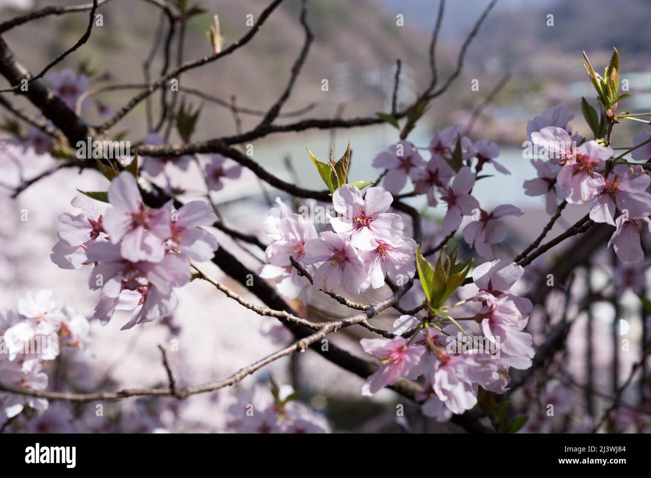 ina, nagano, japan, 2022/10/04 , Details of flowers at Takato Joshi ...
