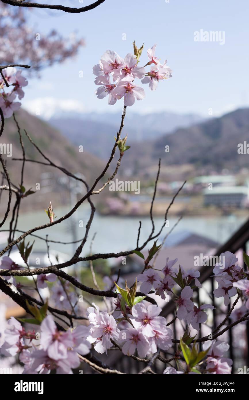ina, nagano, japan, 2022/10/04 , Details of flowers at Takato Joshi ...