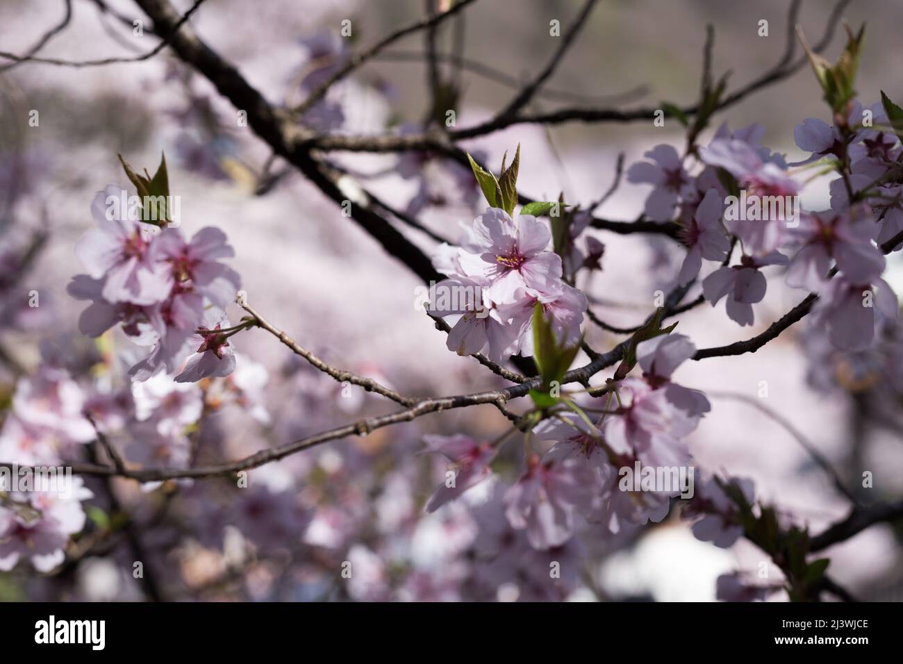 ina, nagano, japan, 2022/10/04 , Details of flowers at Takato Joshi ...