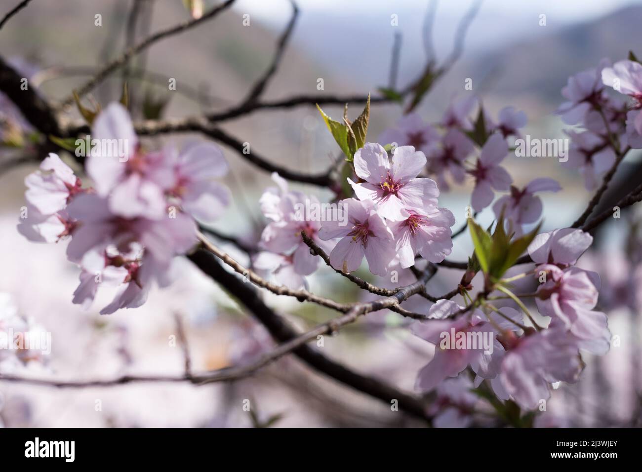 ina, nagano, japan, 2022/10/04 , Details of flowers at Takato Joshi ...
