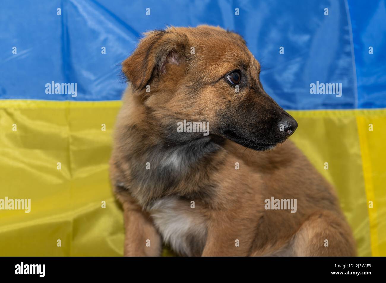 Young homeless dog in an animal shelter. Homeless dog during the war ...