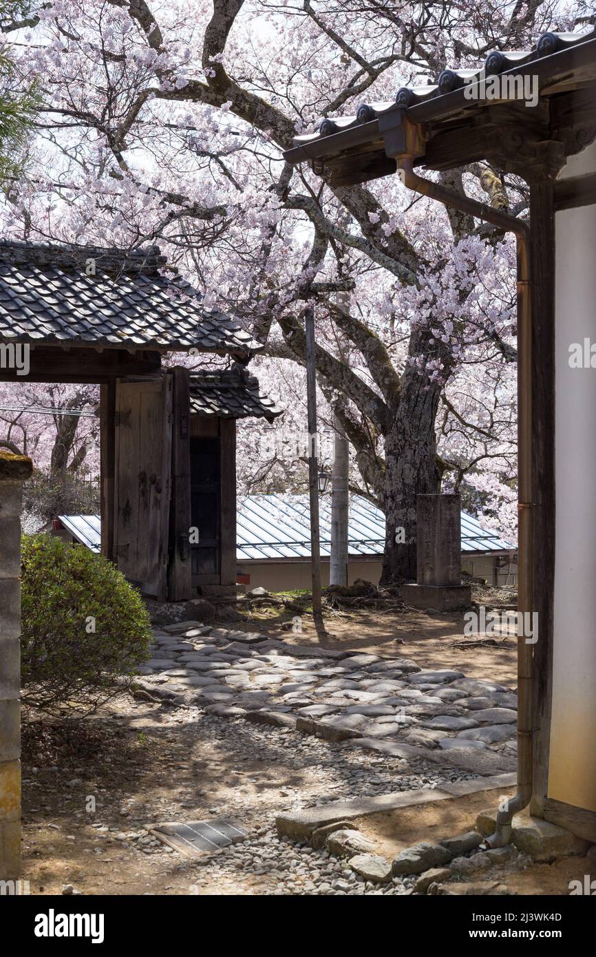 ina, nagano, japan, 2022/10/04 , Shintokukan at Takato Joshi Park ...