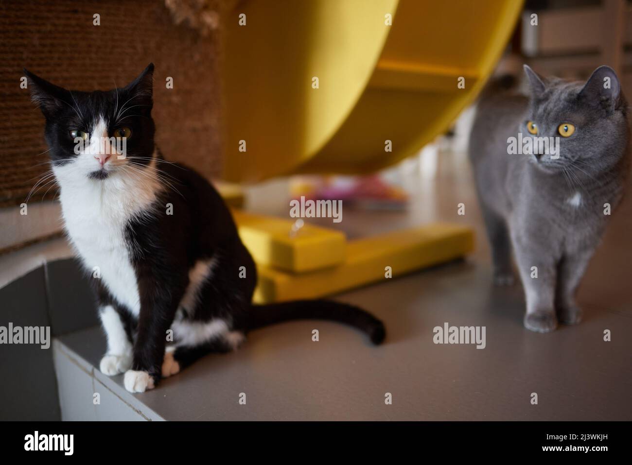 The cat sat on the cement floor Stock Photo - Alamy