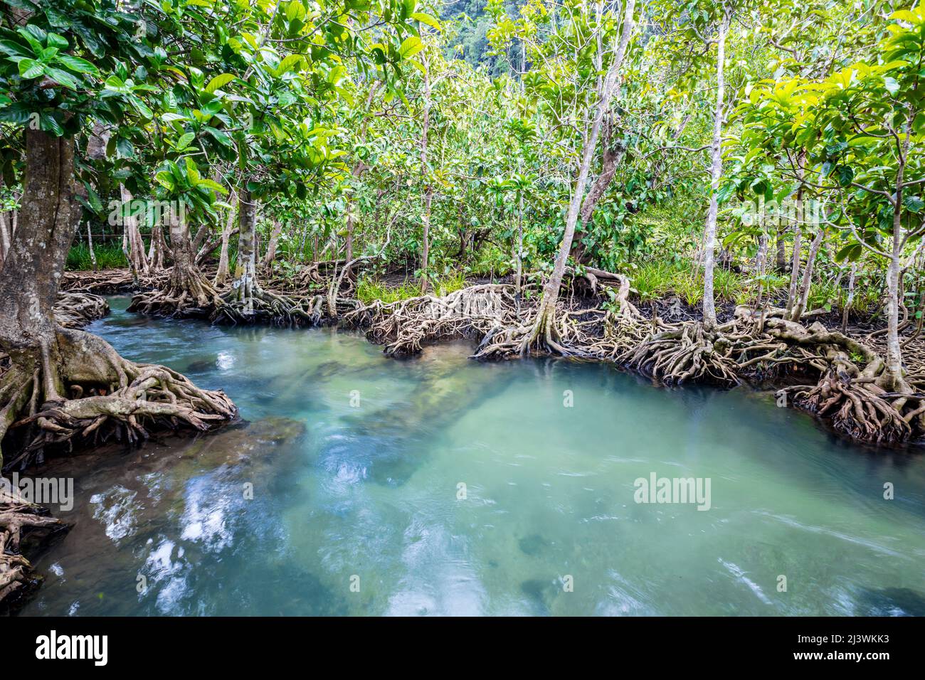 Tropical tree roots or Tha pom mangrove in swamp forest and flow water ...