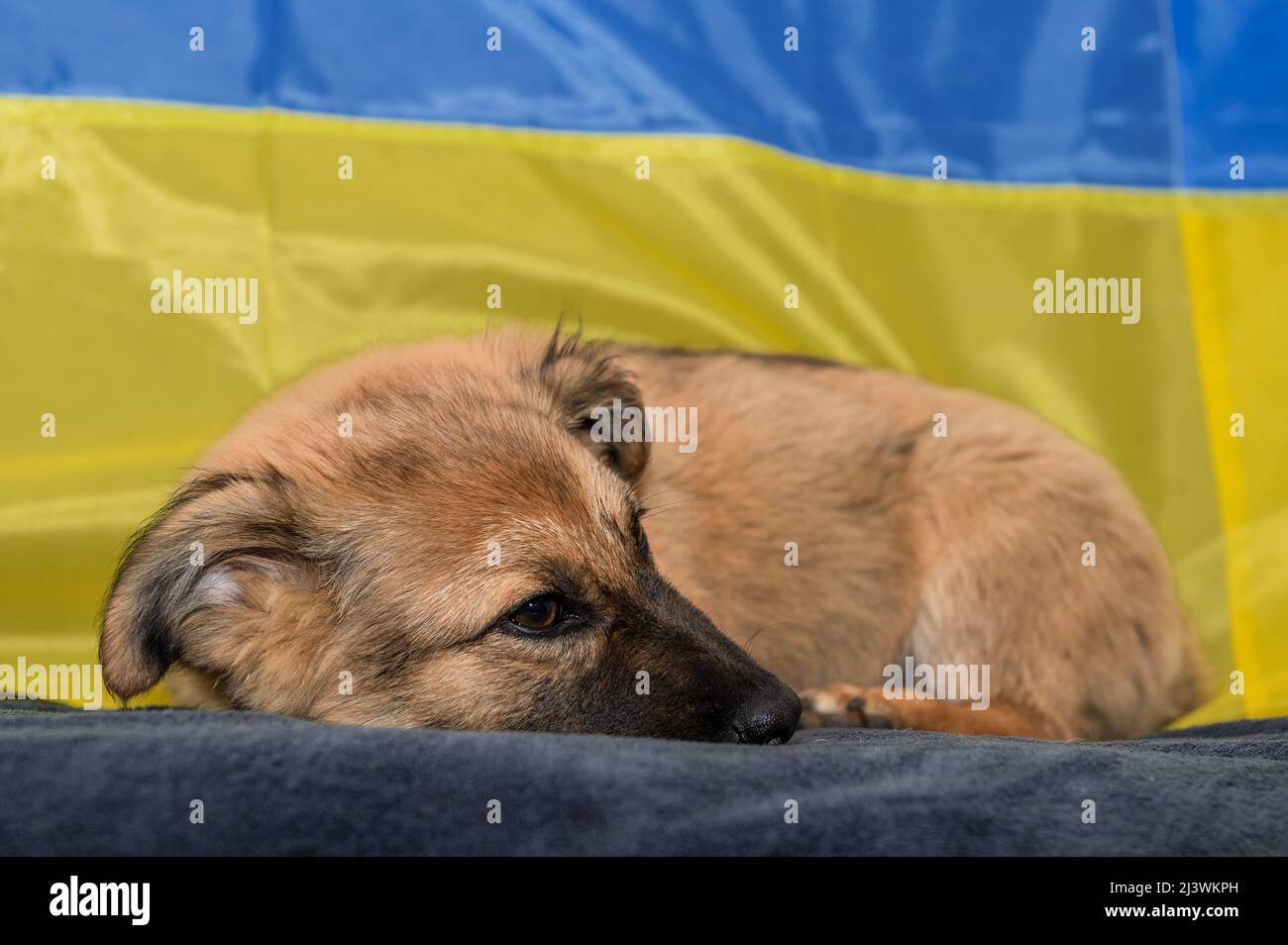 Young homeless dog in an animal shelter. Portrait of homeless dog ...