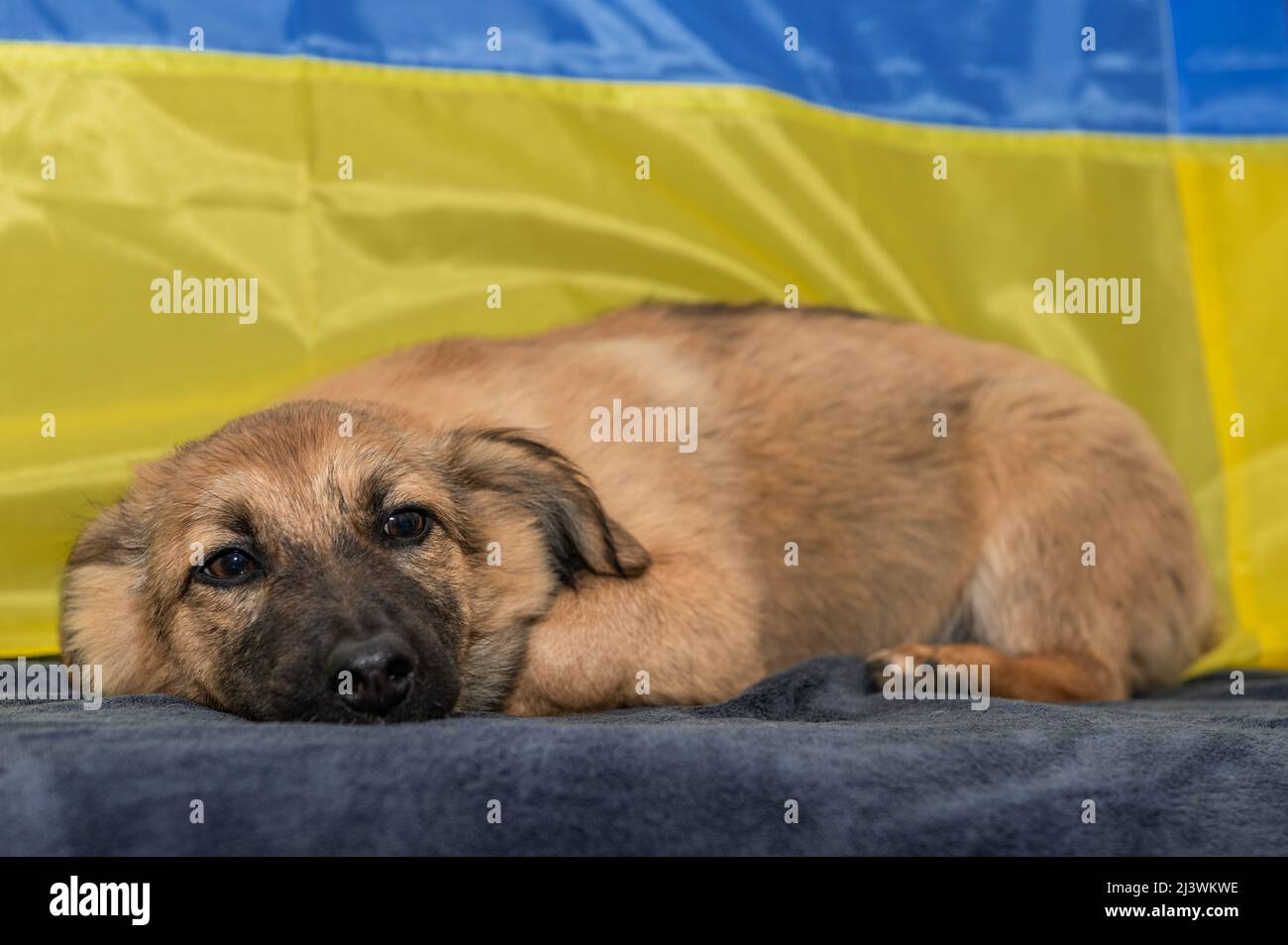 Young homeless dog in an animal shelter. Portrait of homeless dog ...
