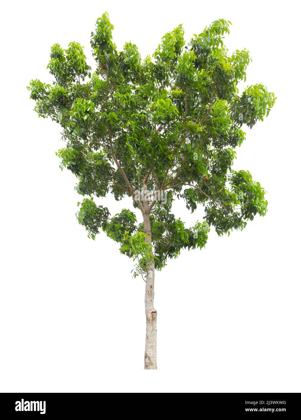 The Single Tree isolated on white background, With Clipping path Stock ...