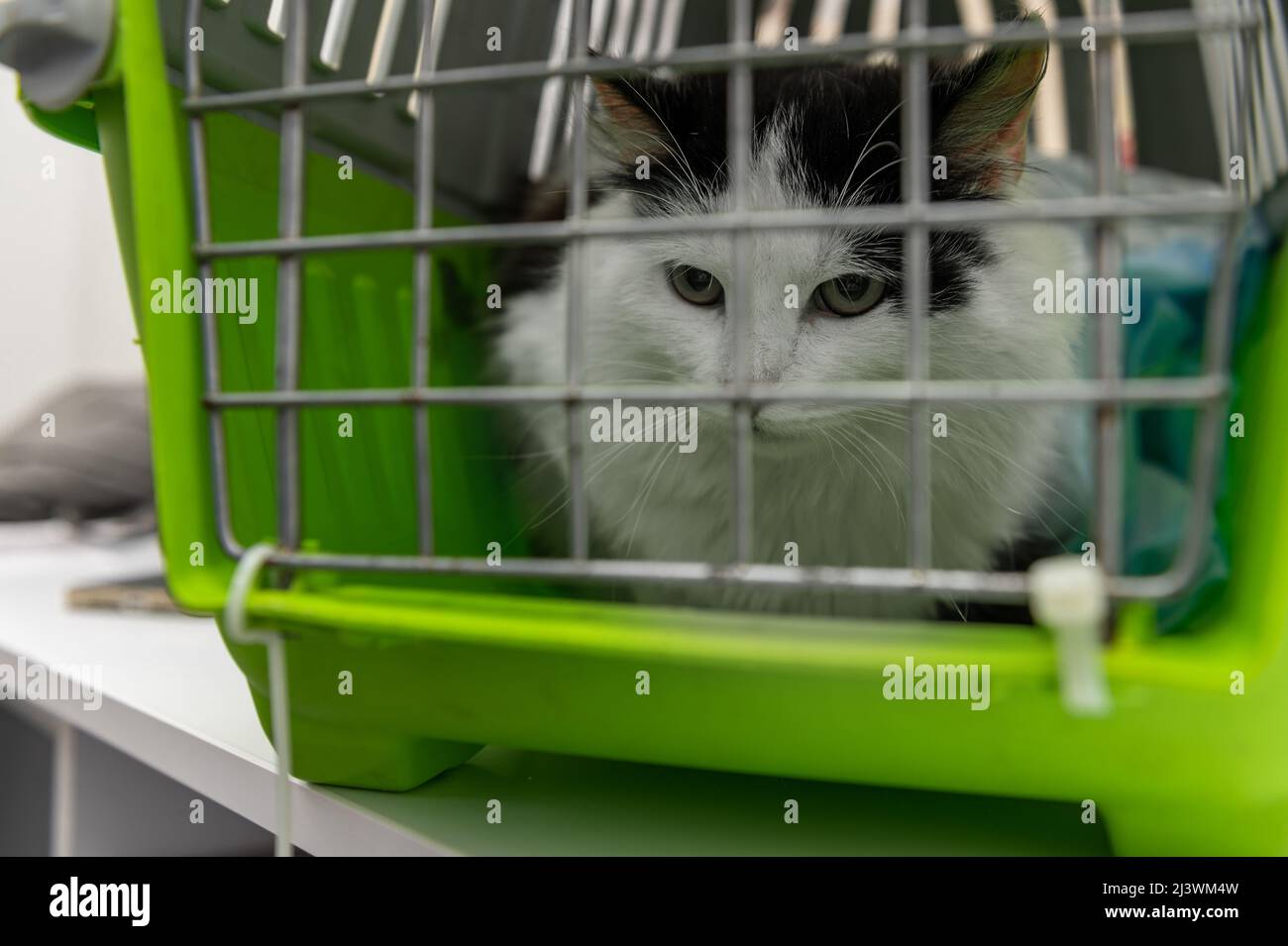 Young homeless cat in an animal shelter. Portrait of homeless kitty ...