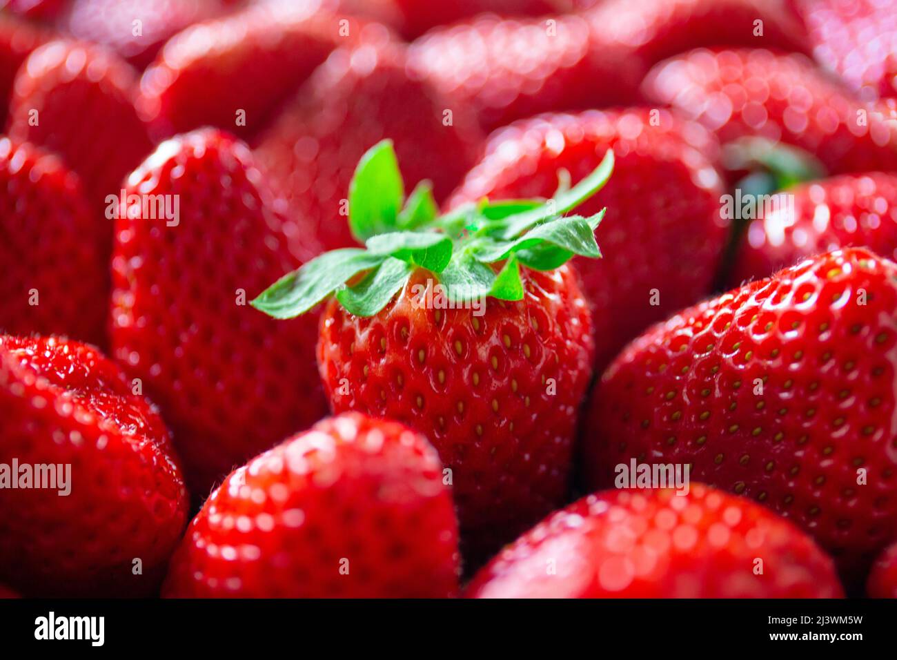 Red strawberries close up. Freshly picked ripe red strawberries ready ...