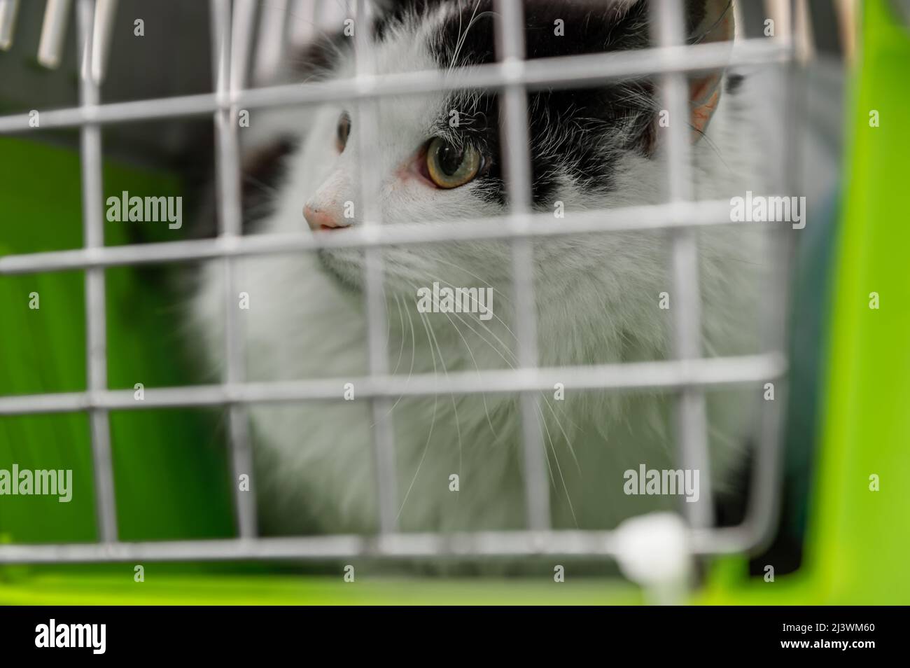 Young homeless cat in an animal shelter. Portrait of homeless kitty ...