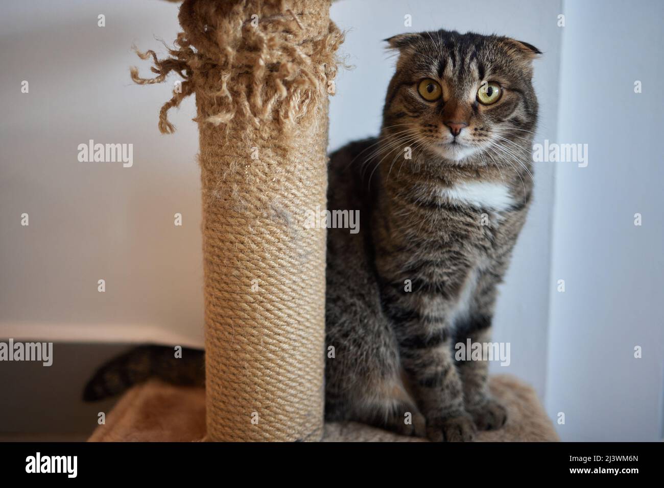 Funny domestic cat climbs up the cat pole Stock Photo - Alamy