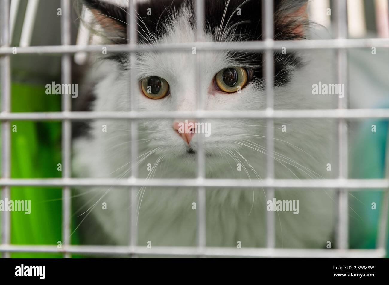 Young homeless cat in an animal shelter. Portrait of homeless kitty ...