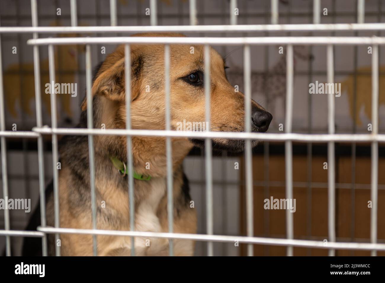 Young homeless dog in an animal shelter. Portrait of homeless dog Stock ...