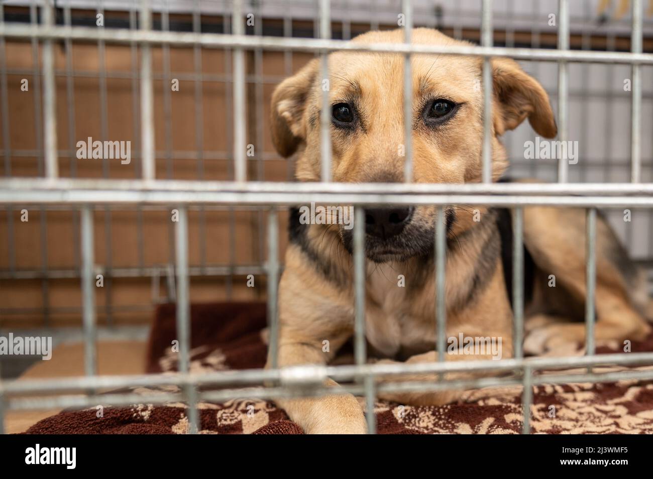 Young homeless dog in an animal shelter. Portrait of homeless dog Stock ...