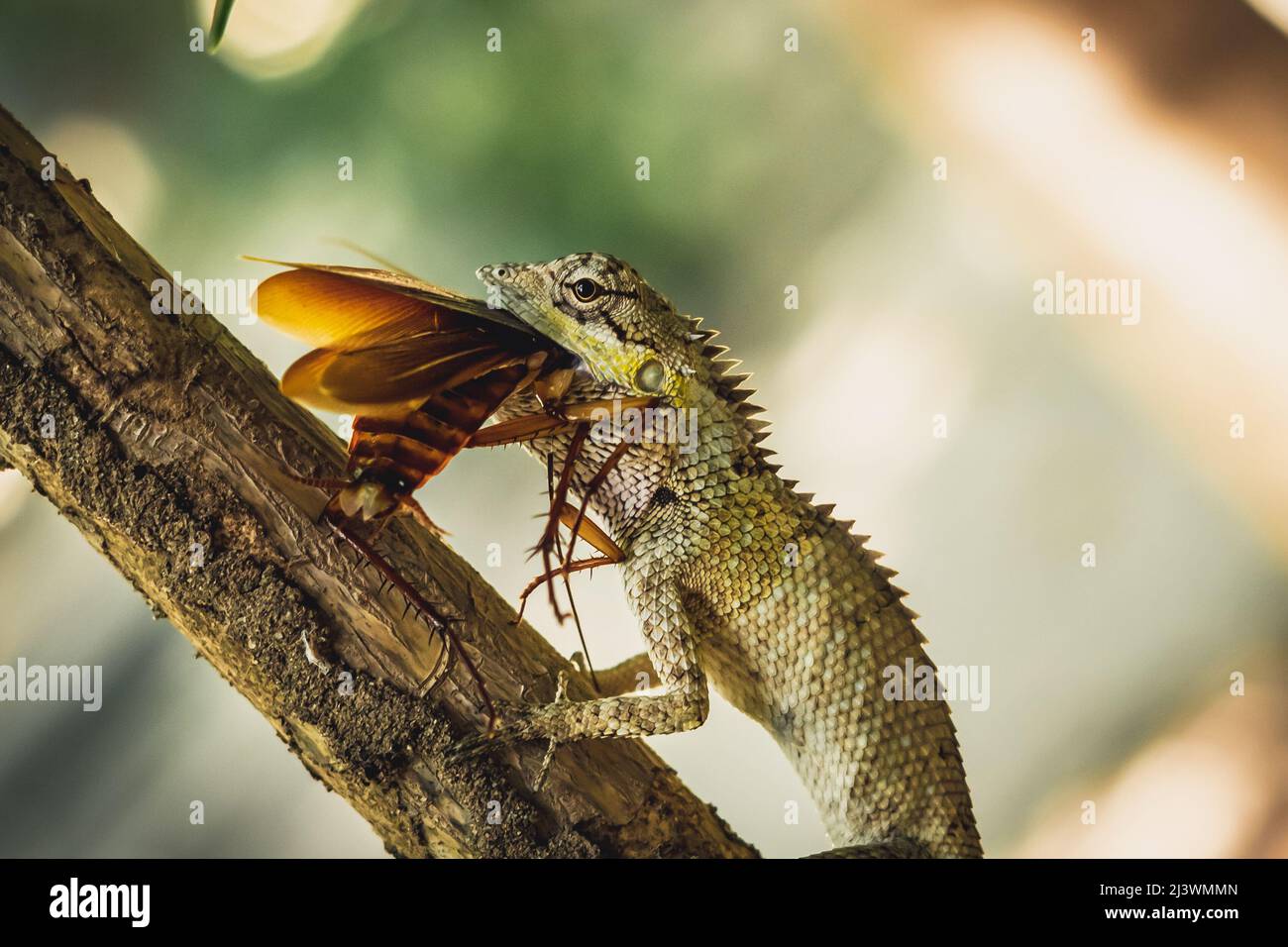 BANNER Macro close-up photo captures moment big gray lizard eat ...