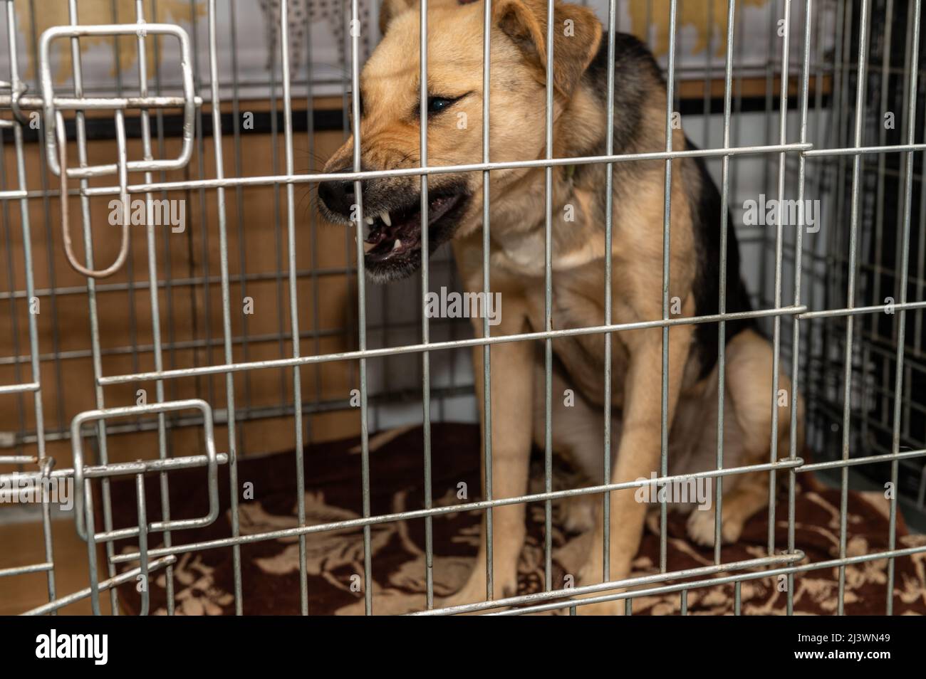Young homeless dog in an animal shelter. Portrait of homeless dog Stock ...